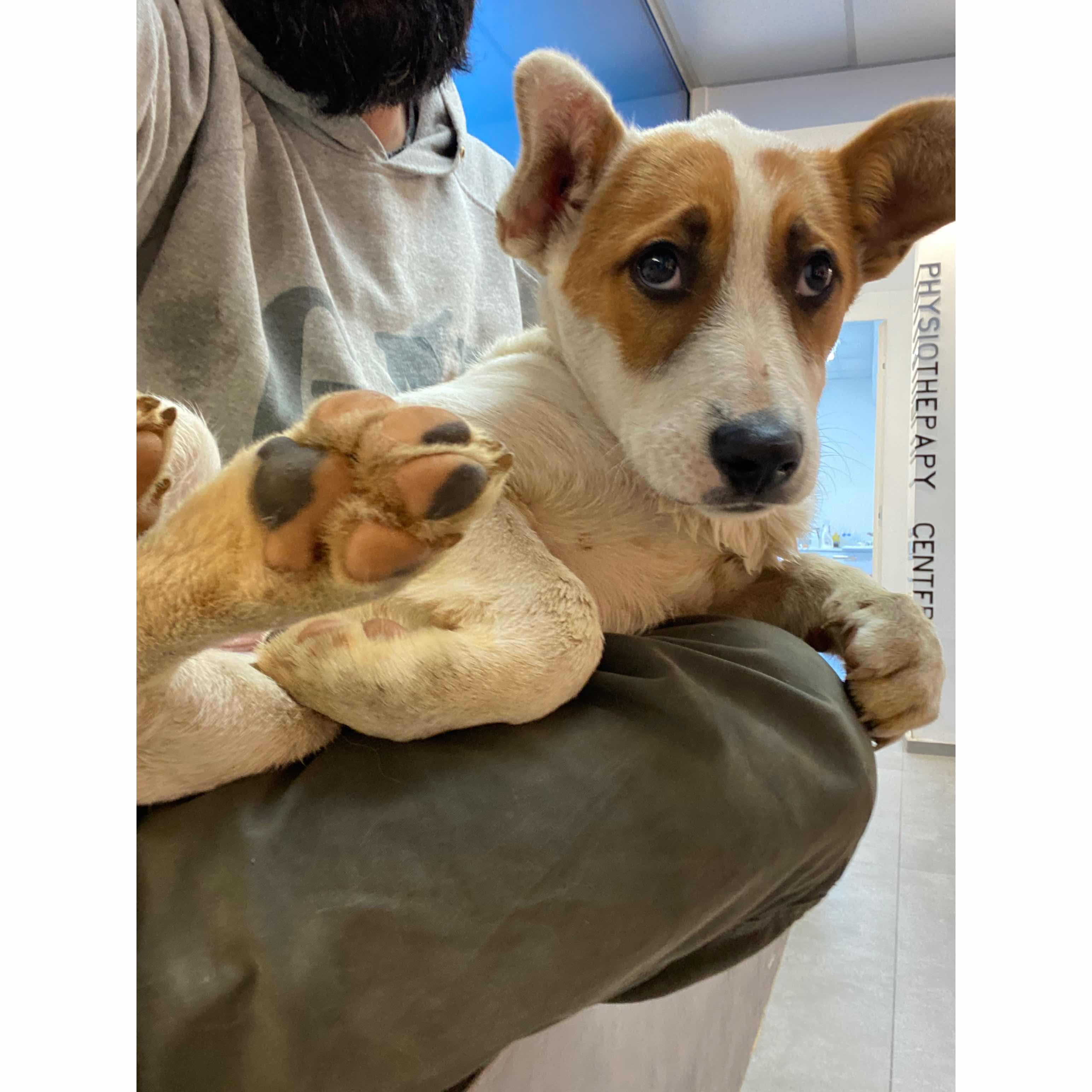 Donate to Taco | Support animal welfare with CUDDLY