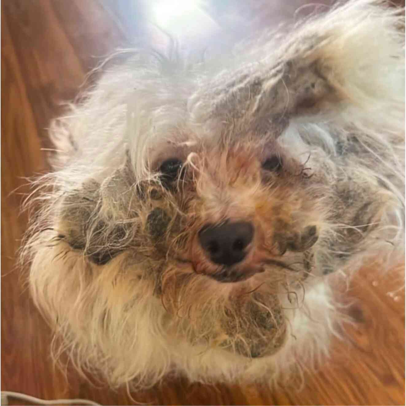 Donate to Albert | Support animal welfare with CUDDLY