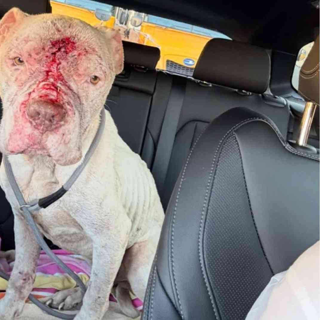 Donate to Rufus | Support animal welfare with CUDDLY