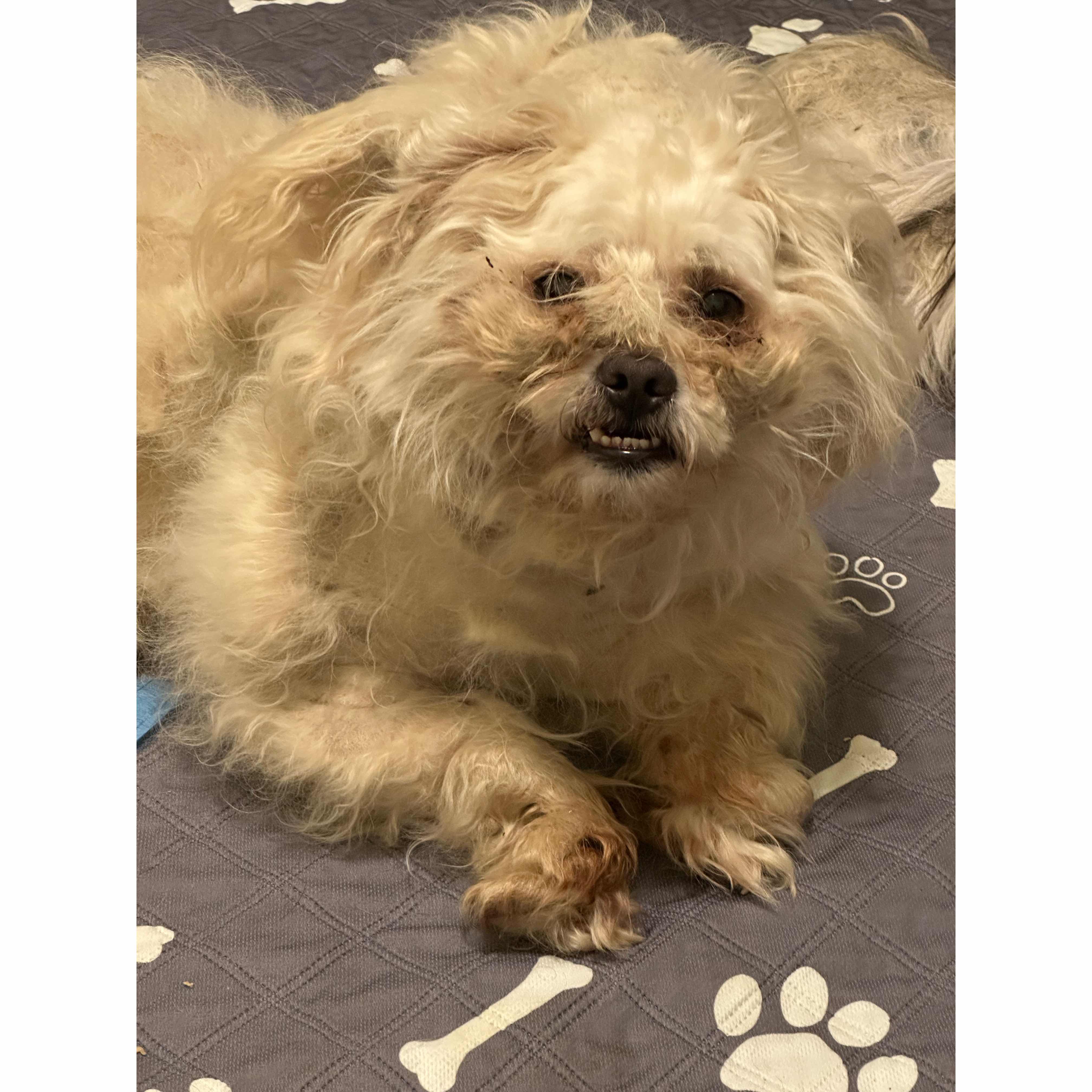 Donate to These Six Neglected Dogs | Support animal welfare with CUDDLY