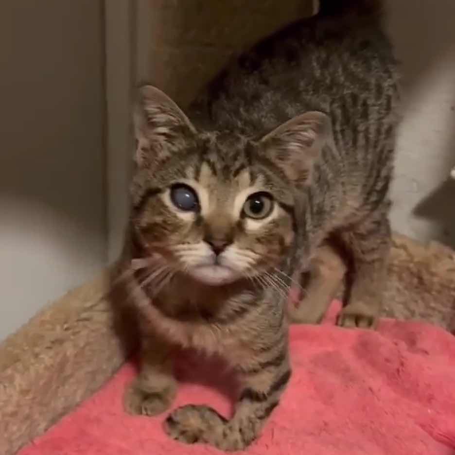 Donate to Mr. Kitty | Support animal welfare with CUDDLY