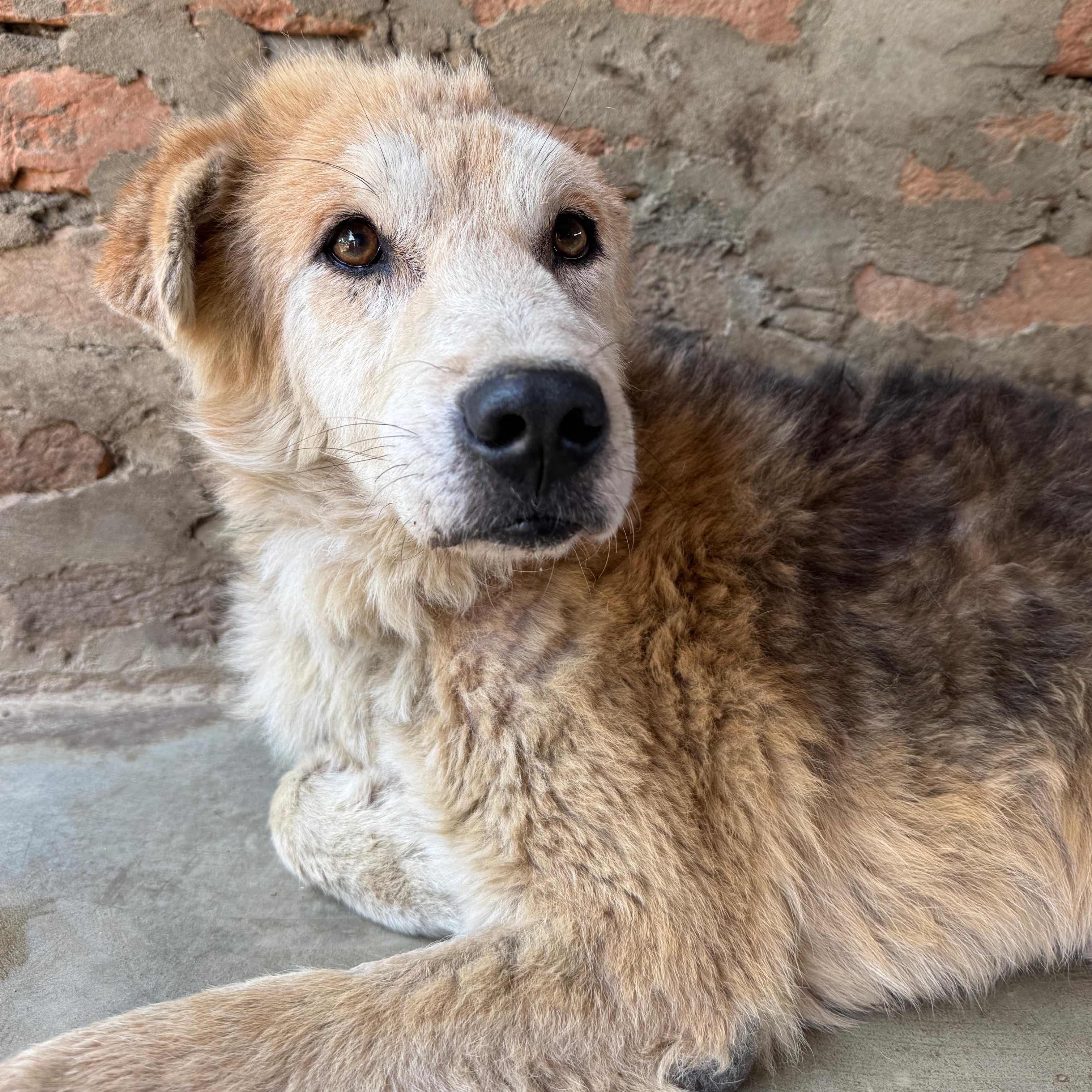 Donate to Daniel | Support animal welfare with CUDDLY