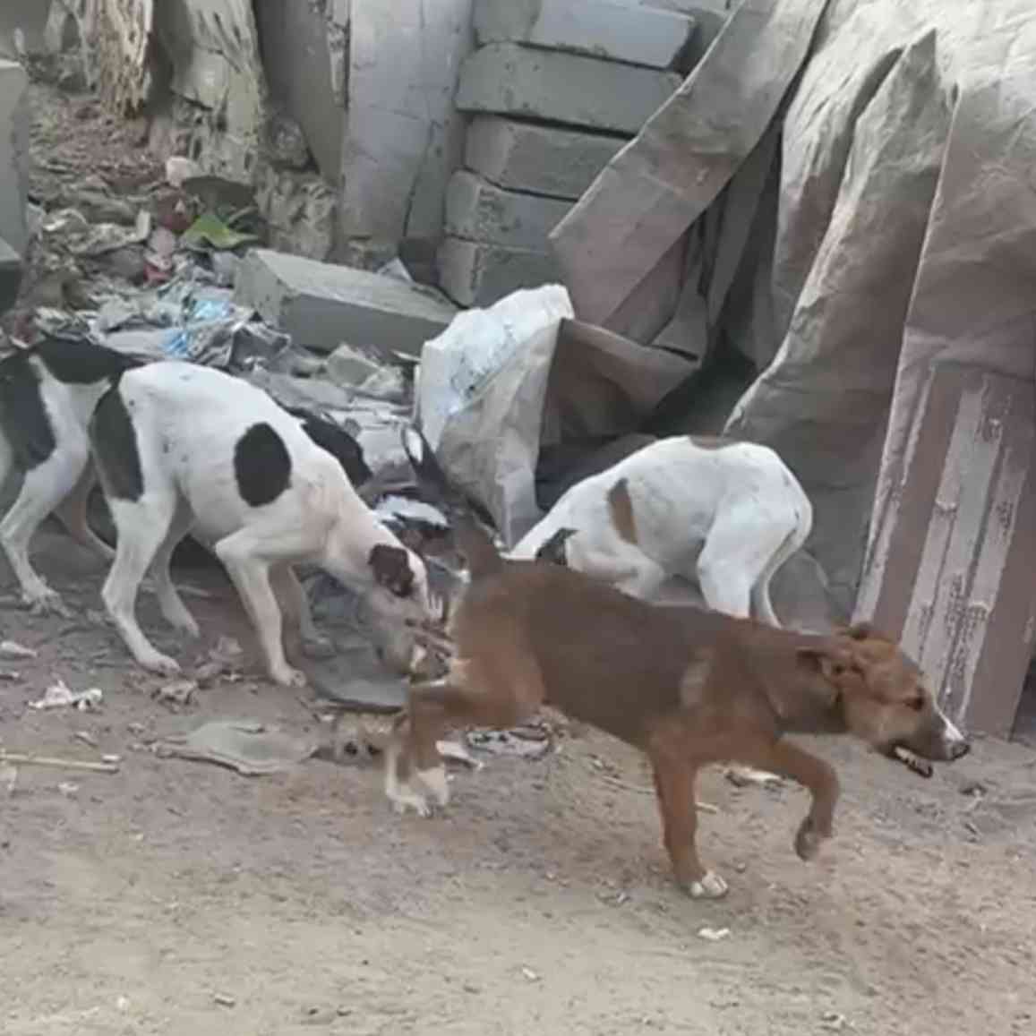 Donate to These 11 Helpless Colony Dogs | Support animal welfare with ...