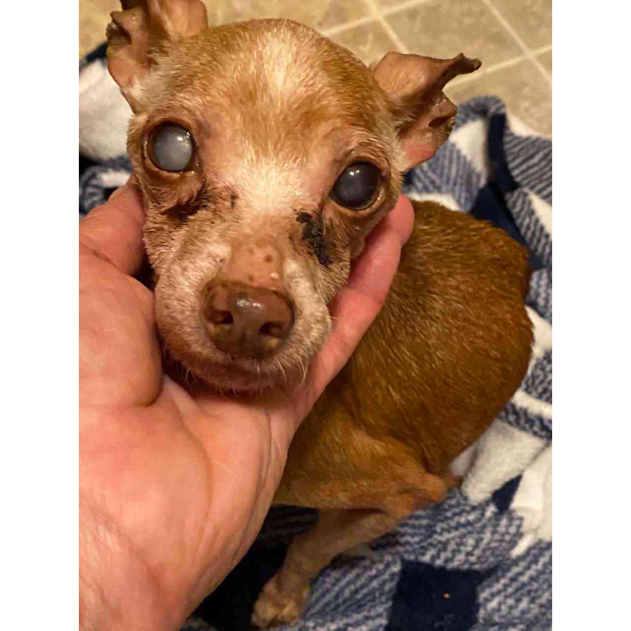 Donate to Gizmo | Support animal welfare with CUDDLY