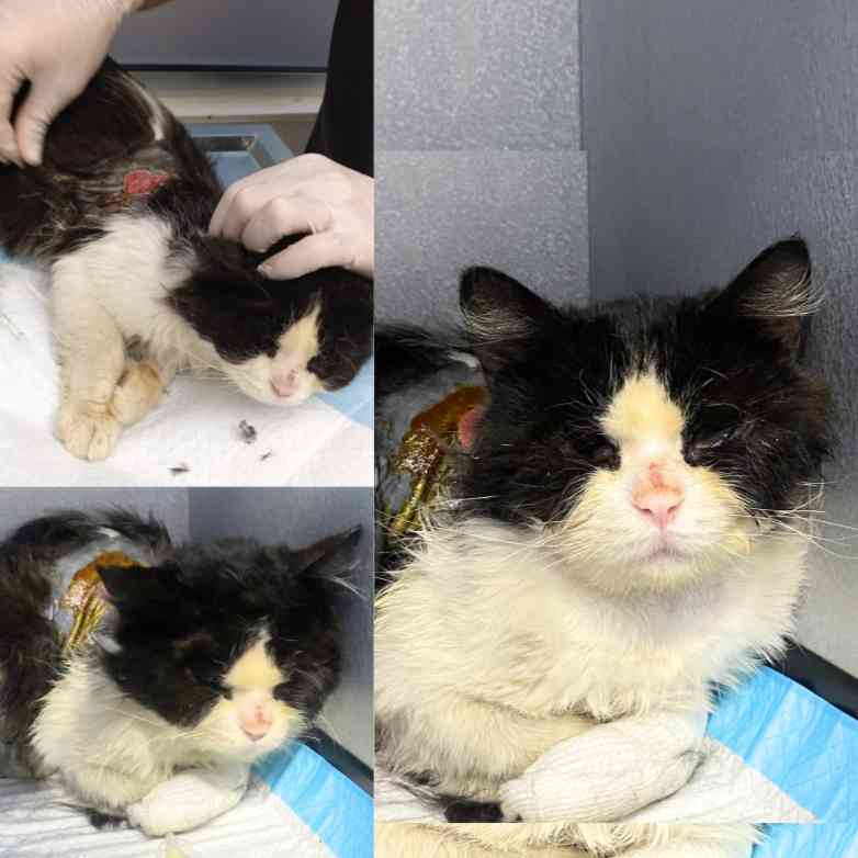 Donate to Nero | Support animal welfare with CUDDLY