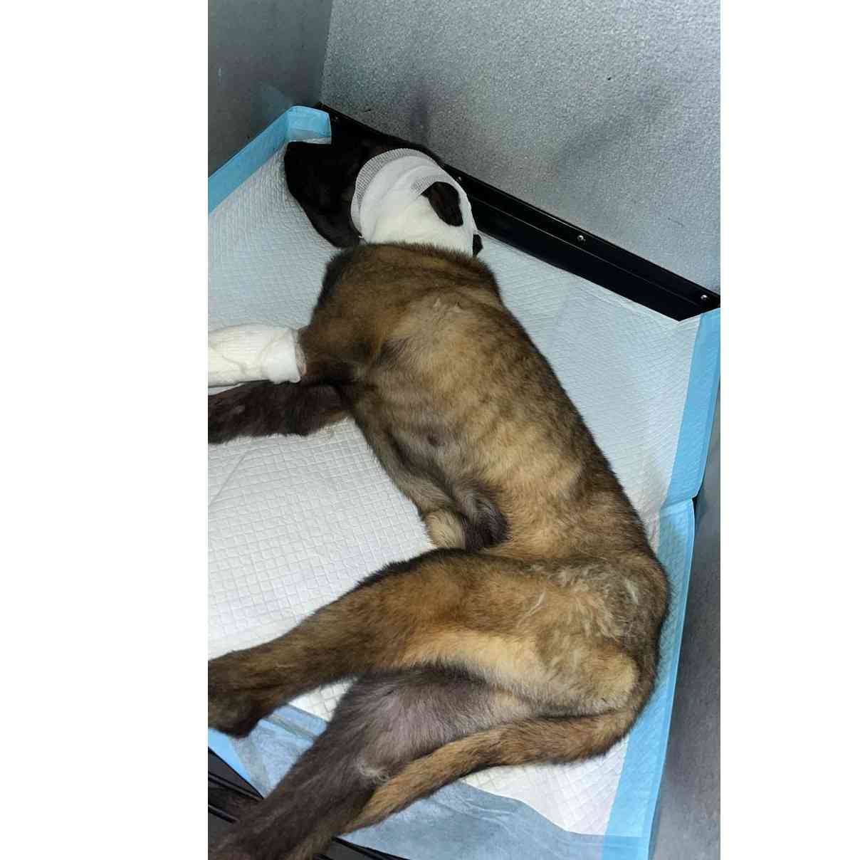 Donate to Stewie | Support animal welfare with CUDDLY