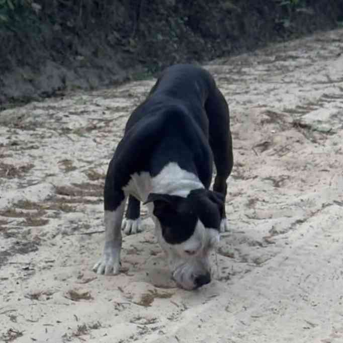 Donate to Baller | Support animal welfare with CUDDLY