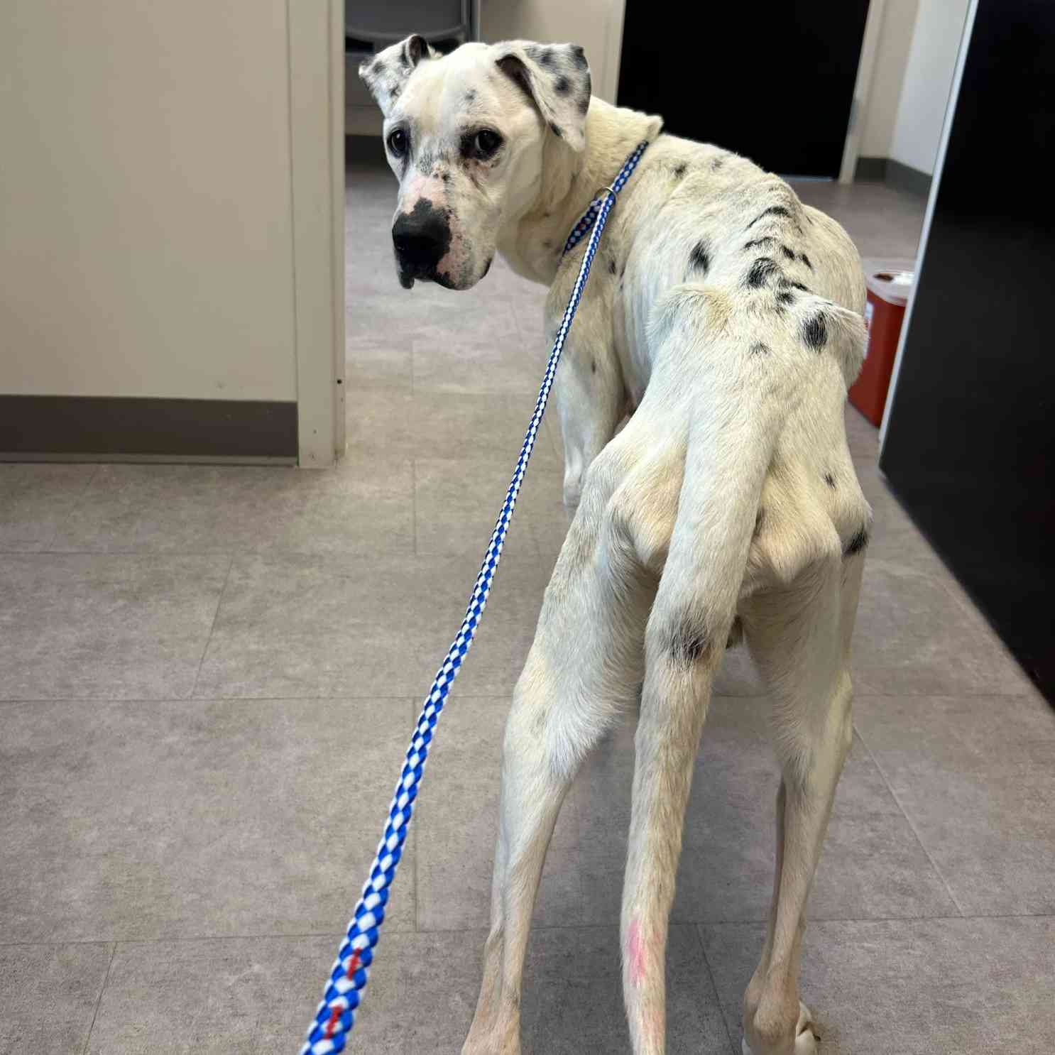 Donate to Luke | Support animal welfare with CUDDLY