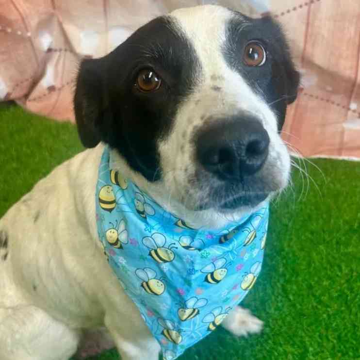 Donate to Haley | Support animal welfare with CUDDLY