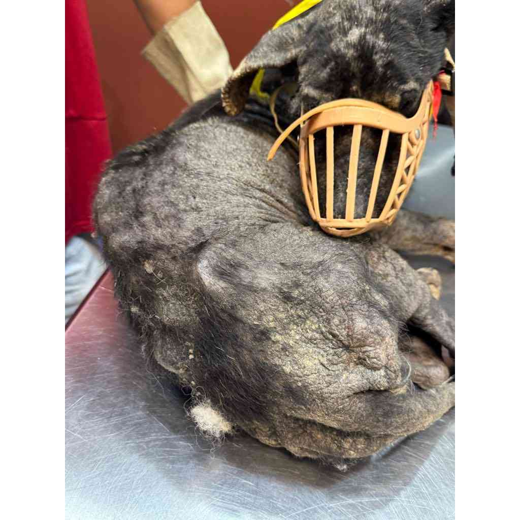 Donate to Victor | Support animal welfare with CUDDLY