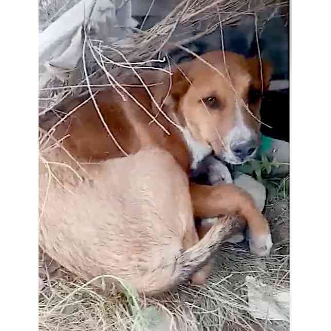 Donate to Professor Tito | Support animal welfare with CUDDLY