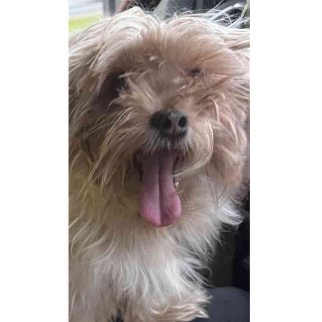 Donate to Ollie And Peanut | Support animal welfare with CUDDLY