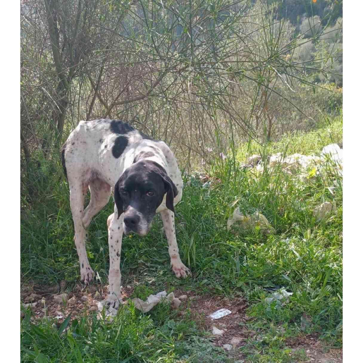 Donate to Nuala | Support animal welfare with CUDDLY