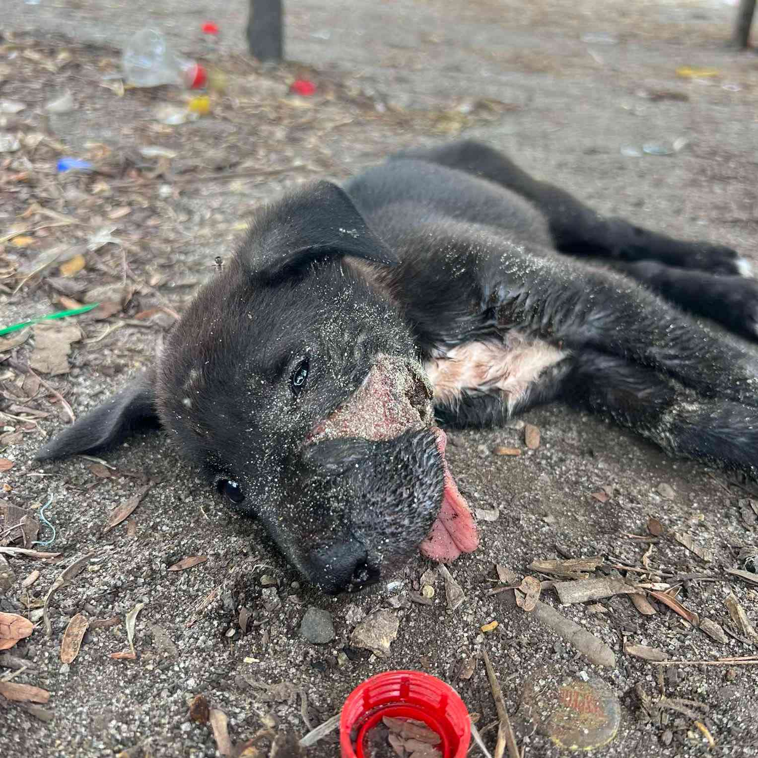 Donate to Gabriel | Support animal welfare with CUDDLY