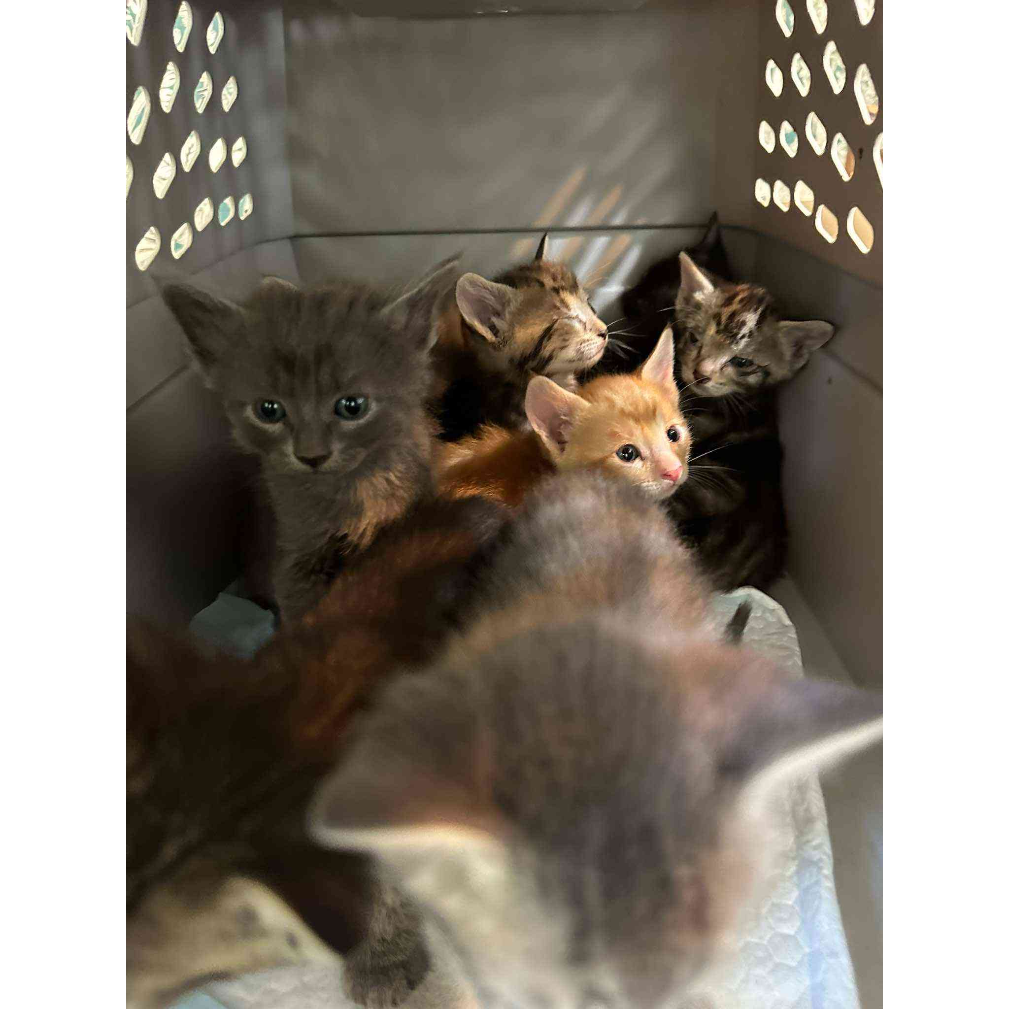 Donate to These Kittens | Support animal welfare with CUDDLY