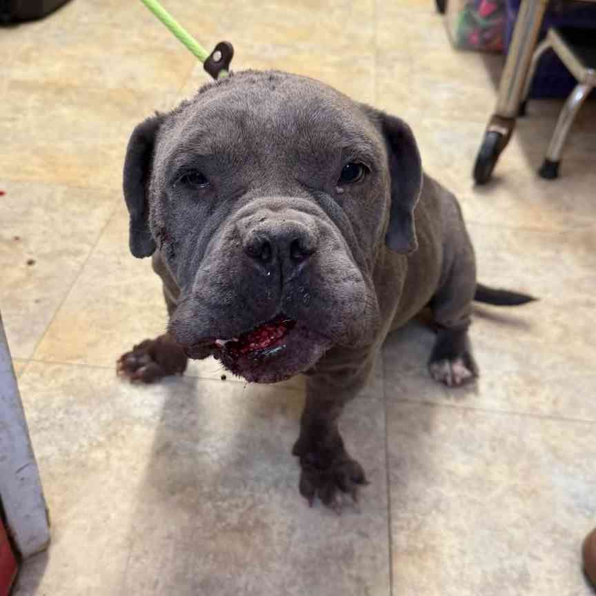 Donate to Pearl | Support animal welfare with CUDDLY