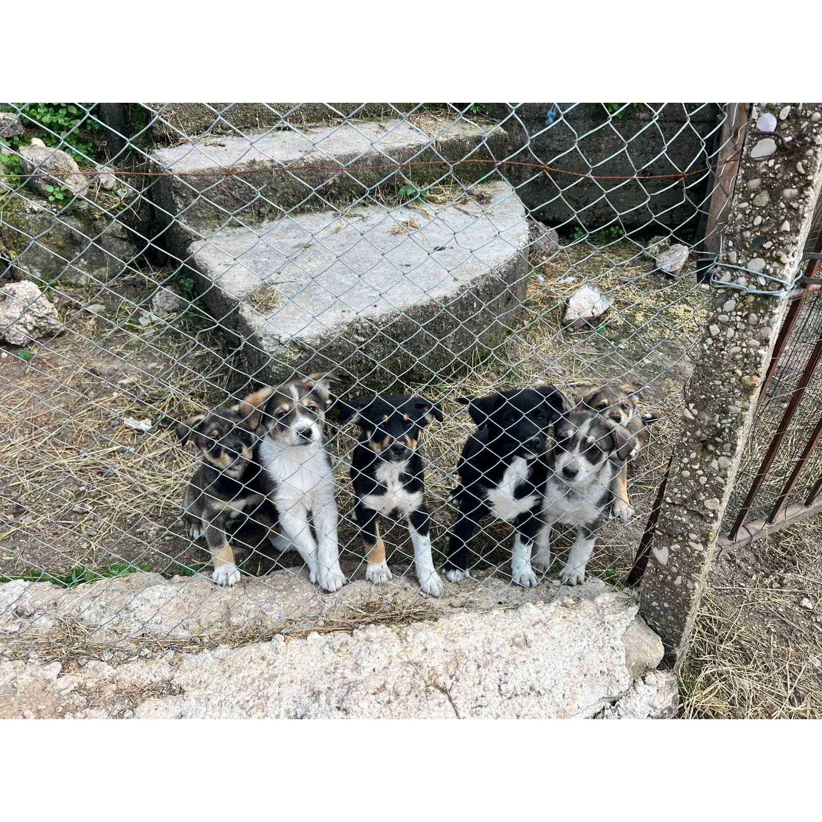 Donate to Get These Pups To Freedom | Support animal welfare with CUDDLY