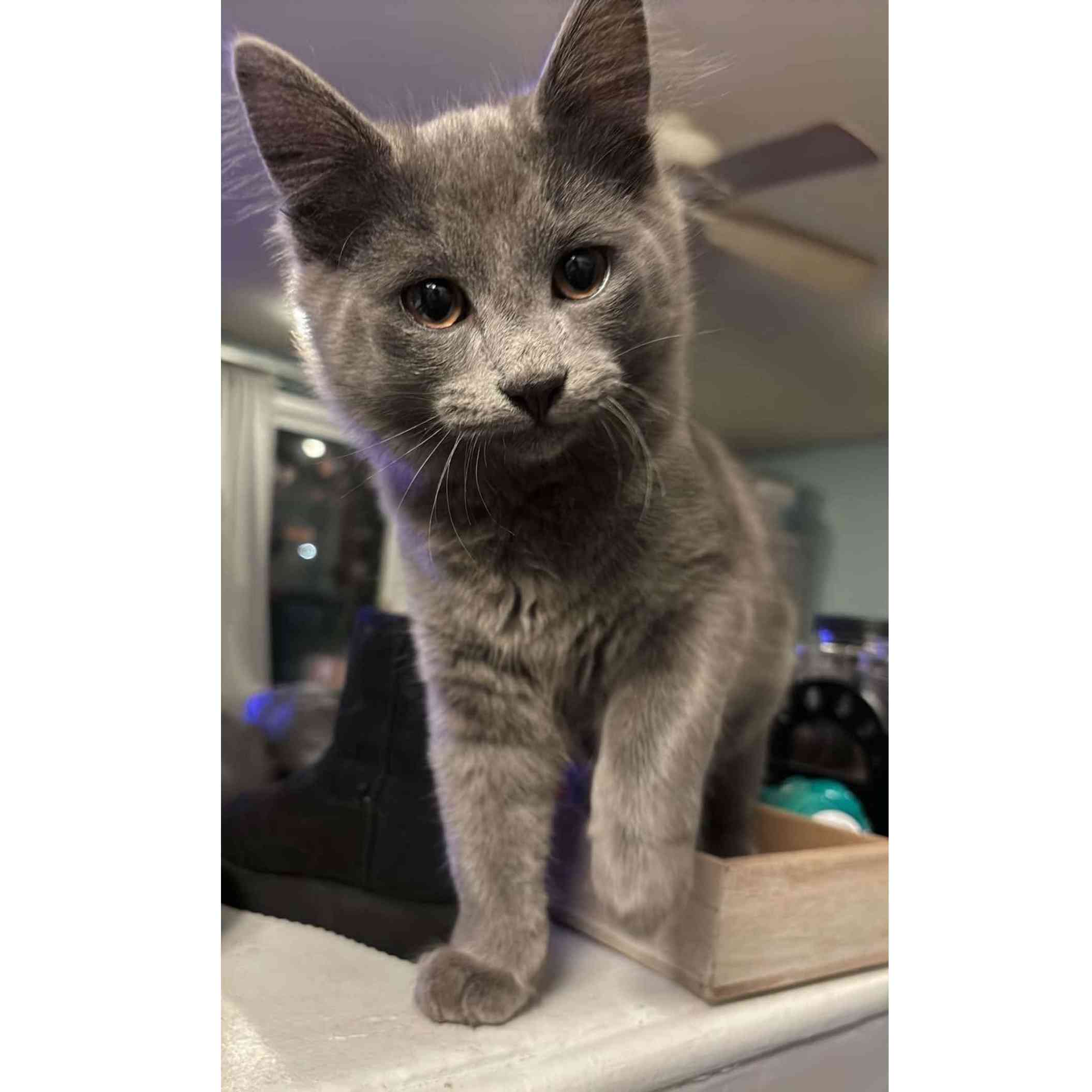 Donate to Pita | Support animal welfare with CUDDLY