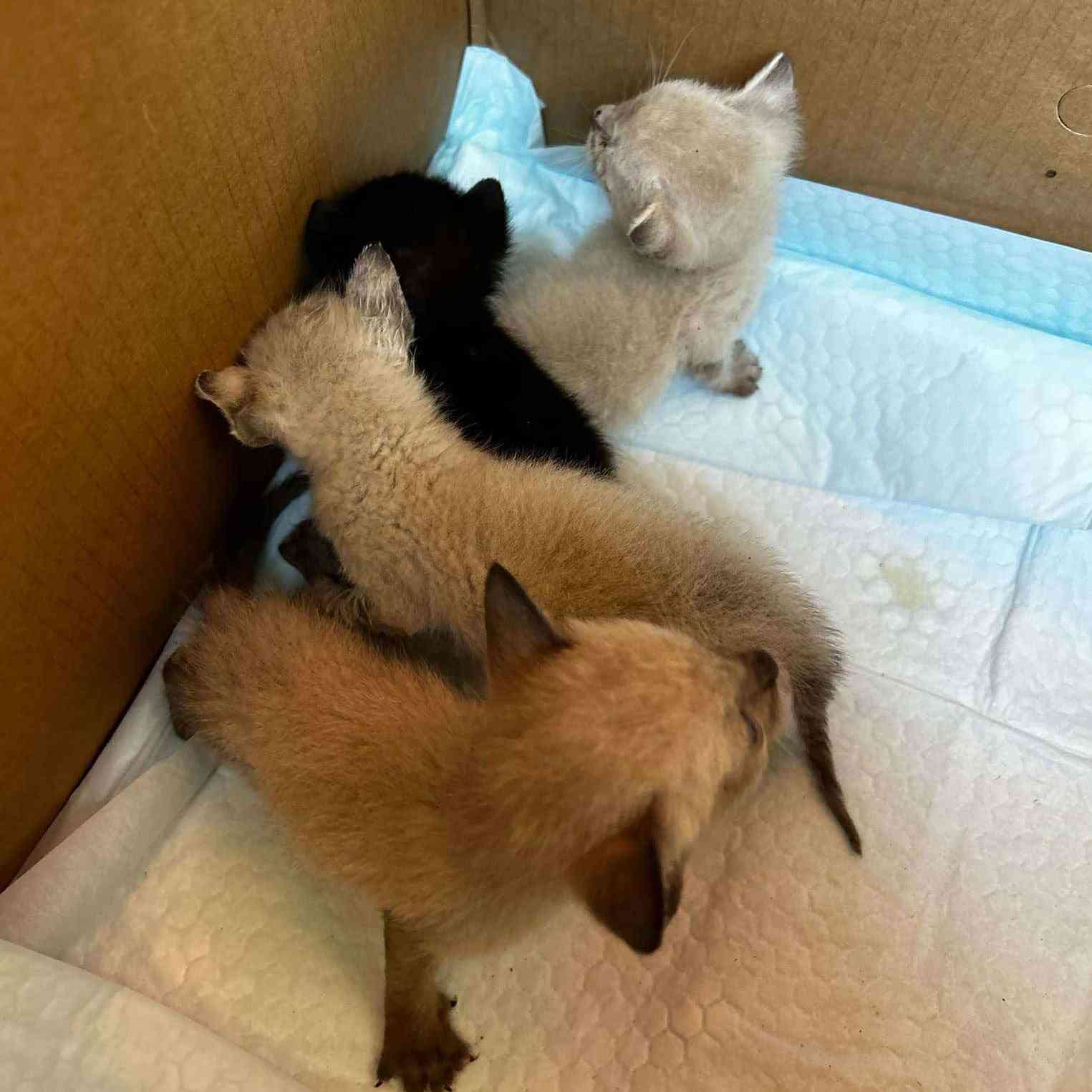 Donate to These Fragile Kittens | Support animal welfare with CUDDLY