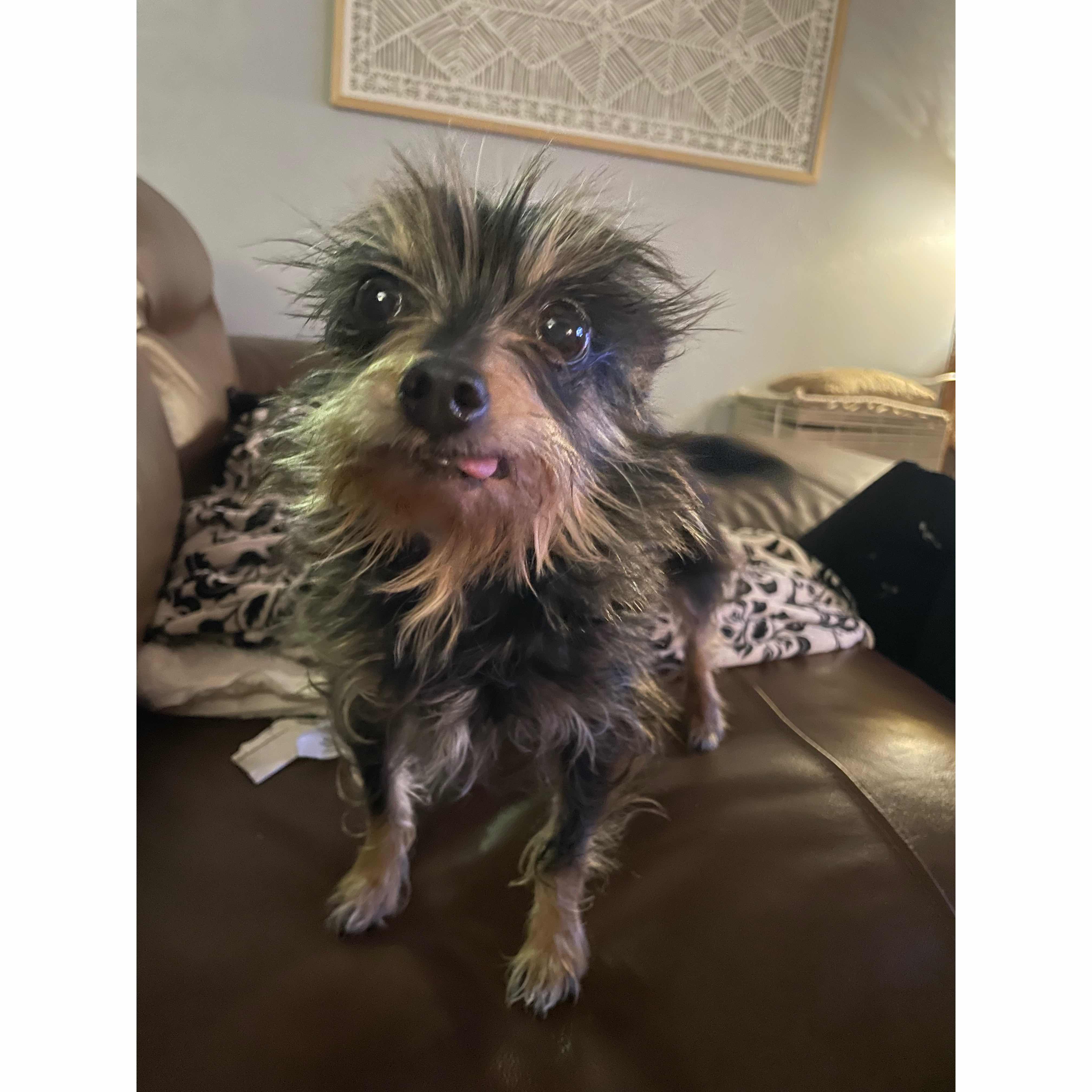 Donate to Champagne | Support animal welfare with CUDDLY