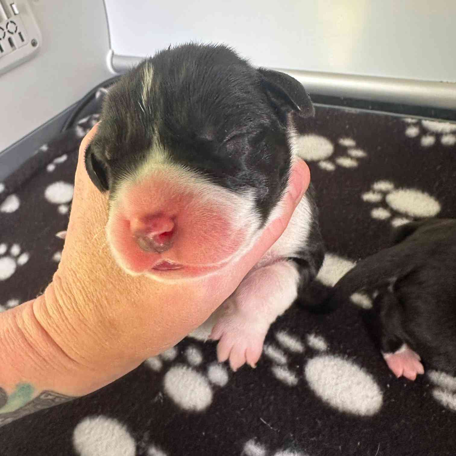 Donate to Quinn, Quira, & Quest | Support animal welfare with CUDDLY