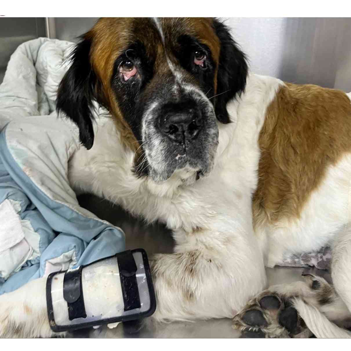 Donate to Juno | Support animal welfare with CUDDLY