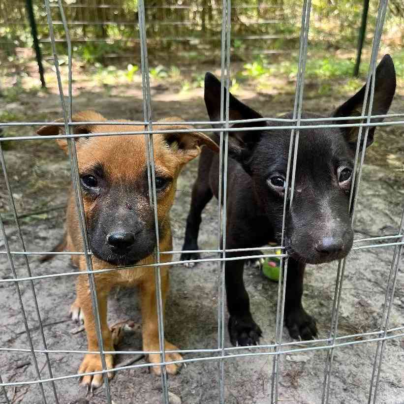 Donate to Save Our Rescue | Support animal welfare with CUDDLY