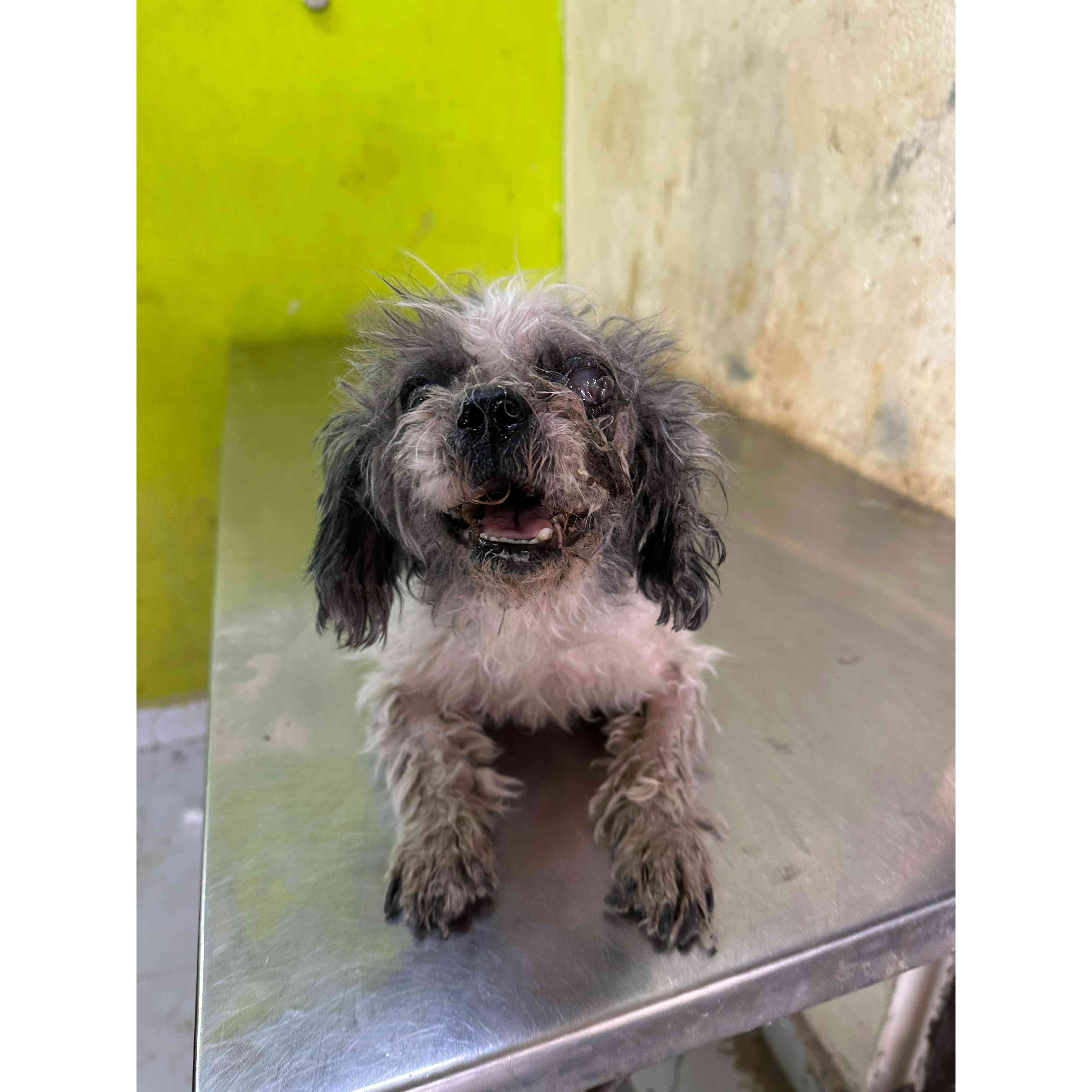 Donate to Mango | Support animal welfare with CUDDLY