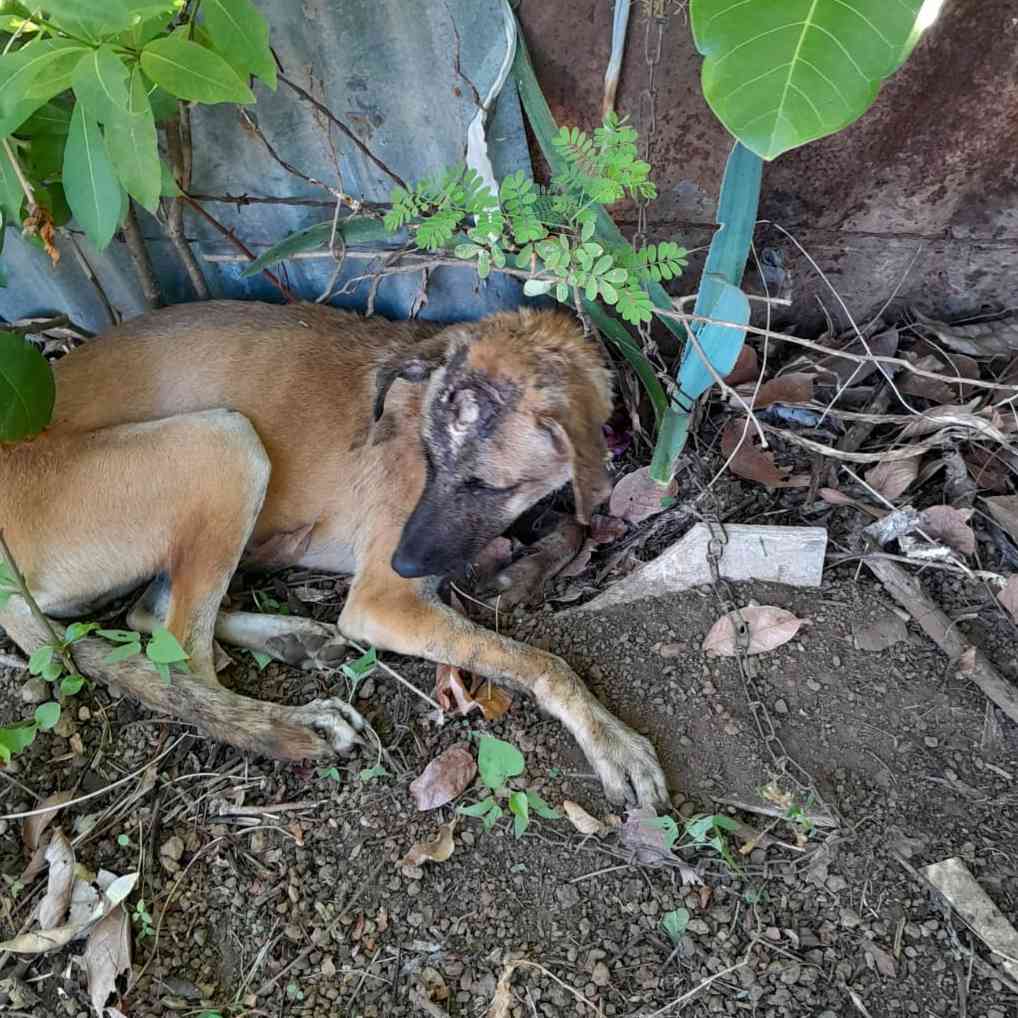 Donate to Ora | Support animal welfare with CUDDLY