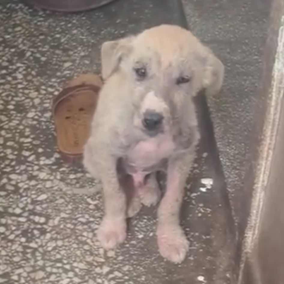 Donate to Chuba | Support animal welfare with CUDDLY