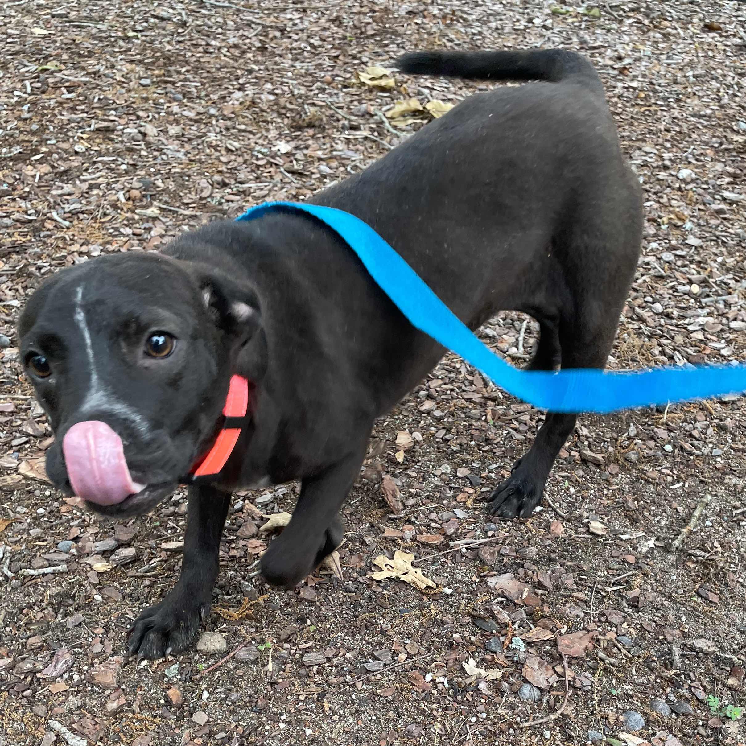 Donate to Raven | Support animal welfare with CUDDLY