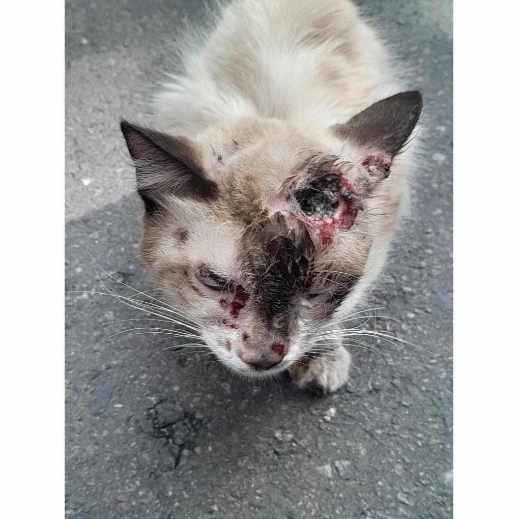 Donate to Sick stray cat needs help | Support animal welfare with CUDDLY