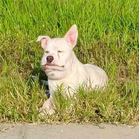 Donate to Parker | Support animal welfare with CUDDLY