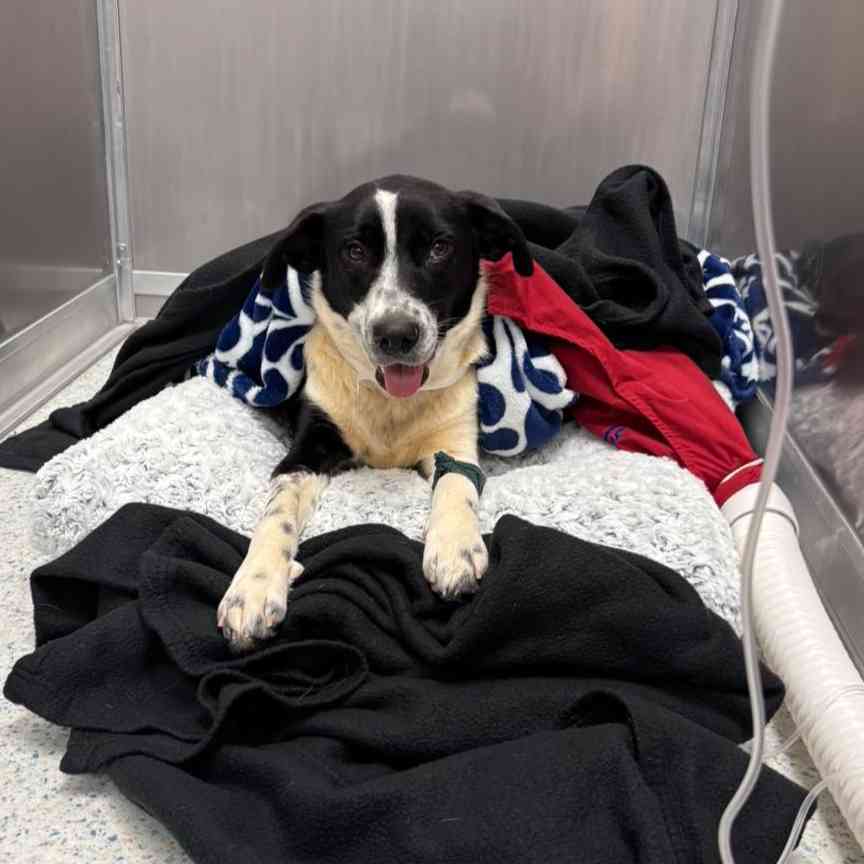 Donate to Claudia | Support animal welfare with CUDDLY