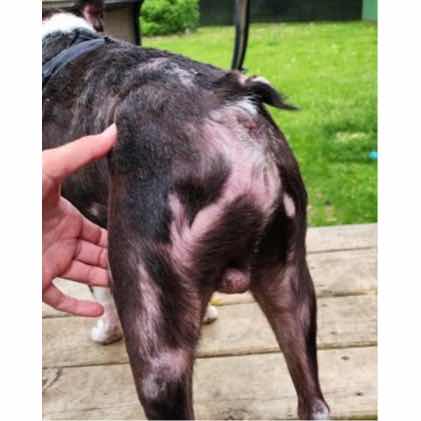 Donate to Granite | Support animal welfare with CUDDLY