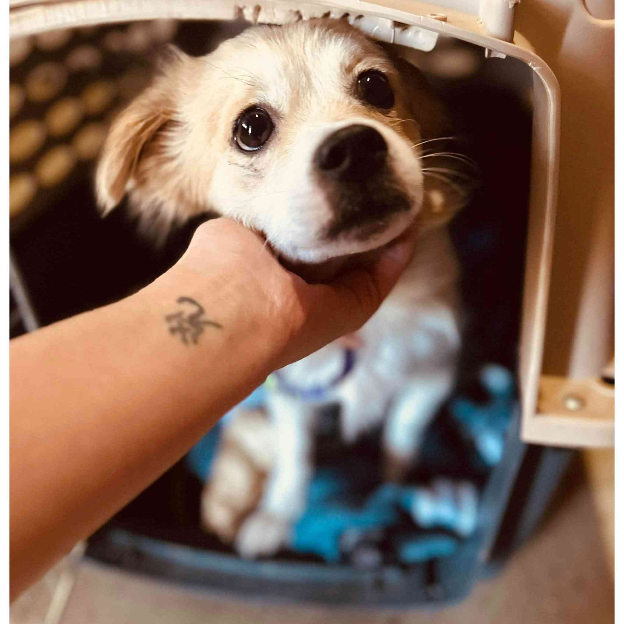 Donate to Feed Our Rescue Pups | Support animal welfare with CUDDLY