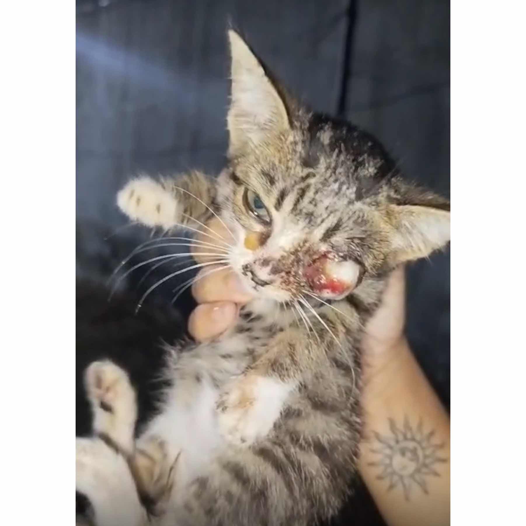 Donate to Street kitty needs eye surgery | Support animal welfare with ...