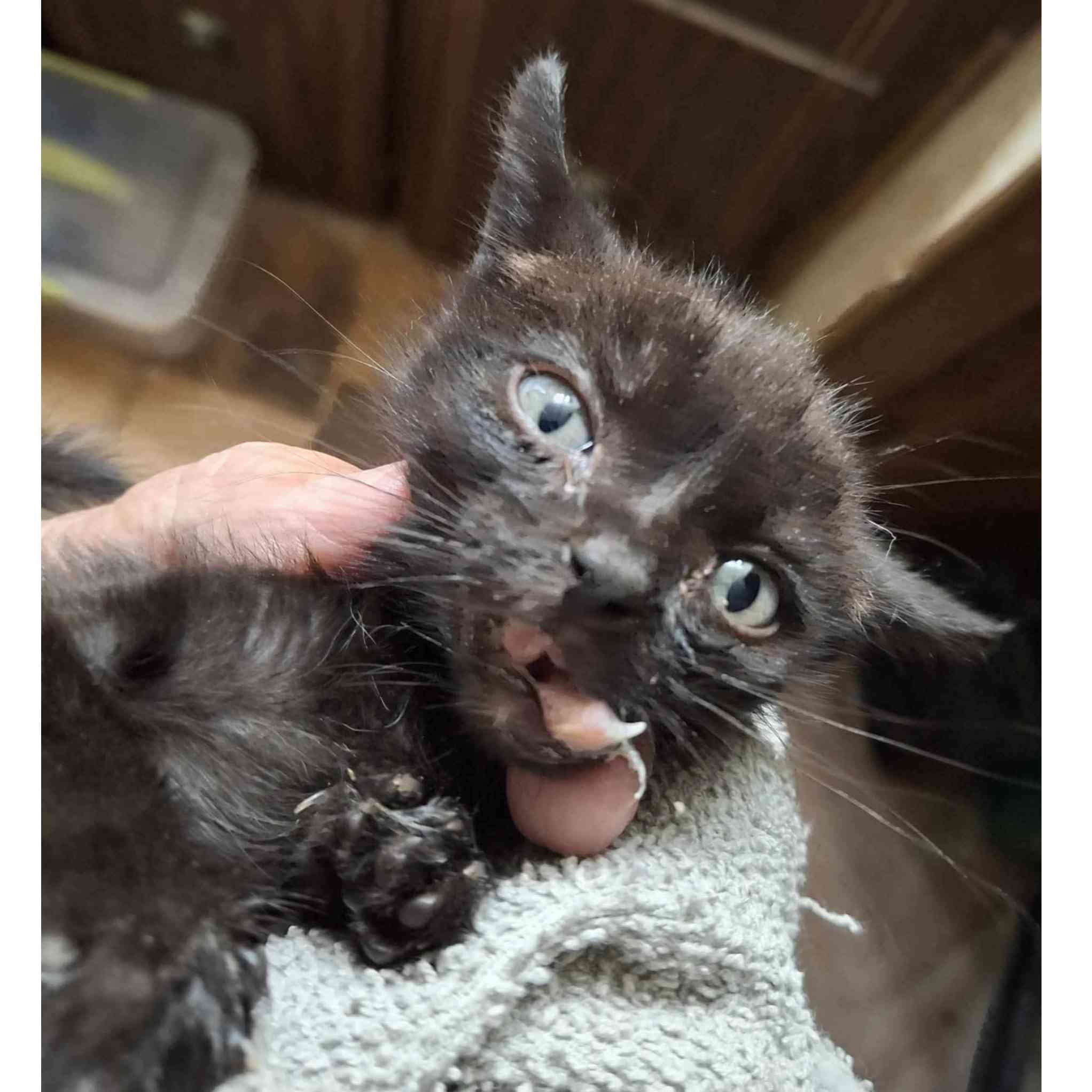 Donate to Cheer | Support animal welfare with CUDDLY