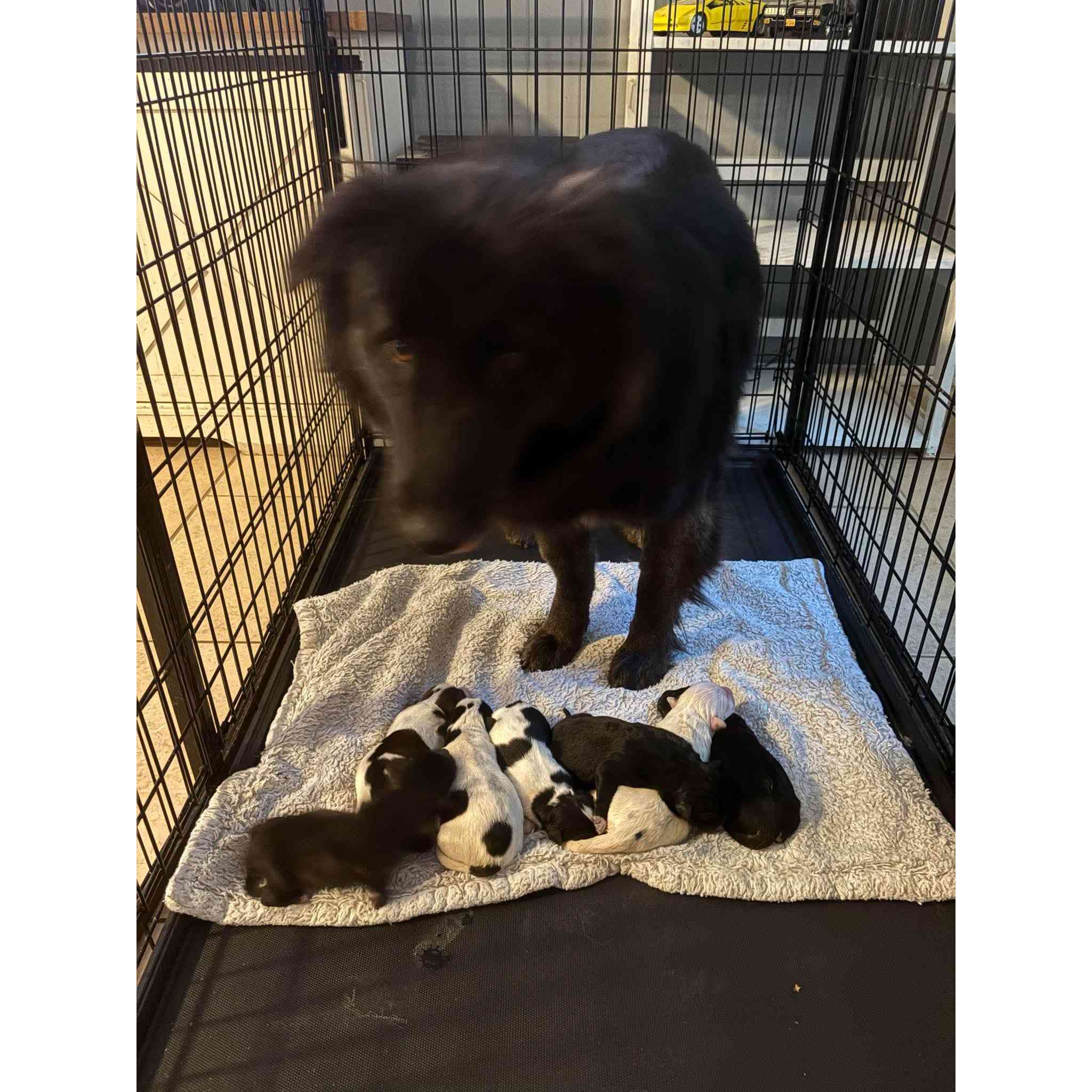 Donate to These Precious Pups | Support animal welfare with CUDDLY