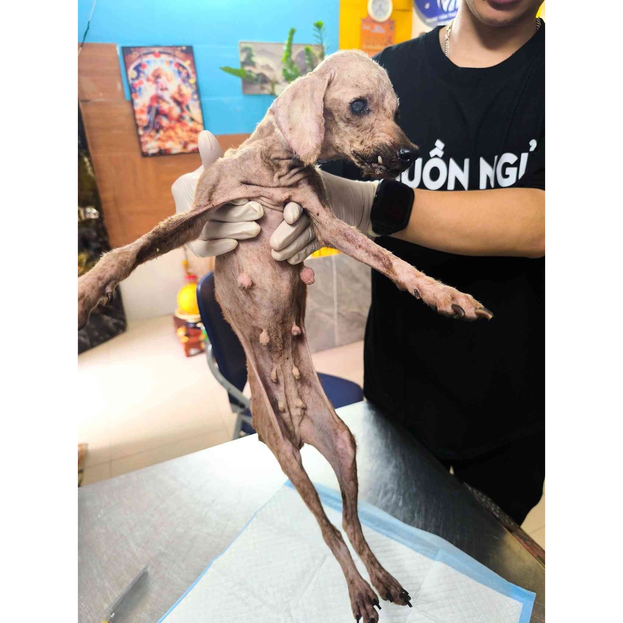 Donate to Vichy | Support animal welfare with CUDDLY