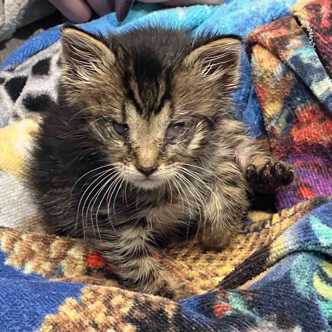 Donate to Zephyr | Support animal welfare with CUDDLY