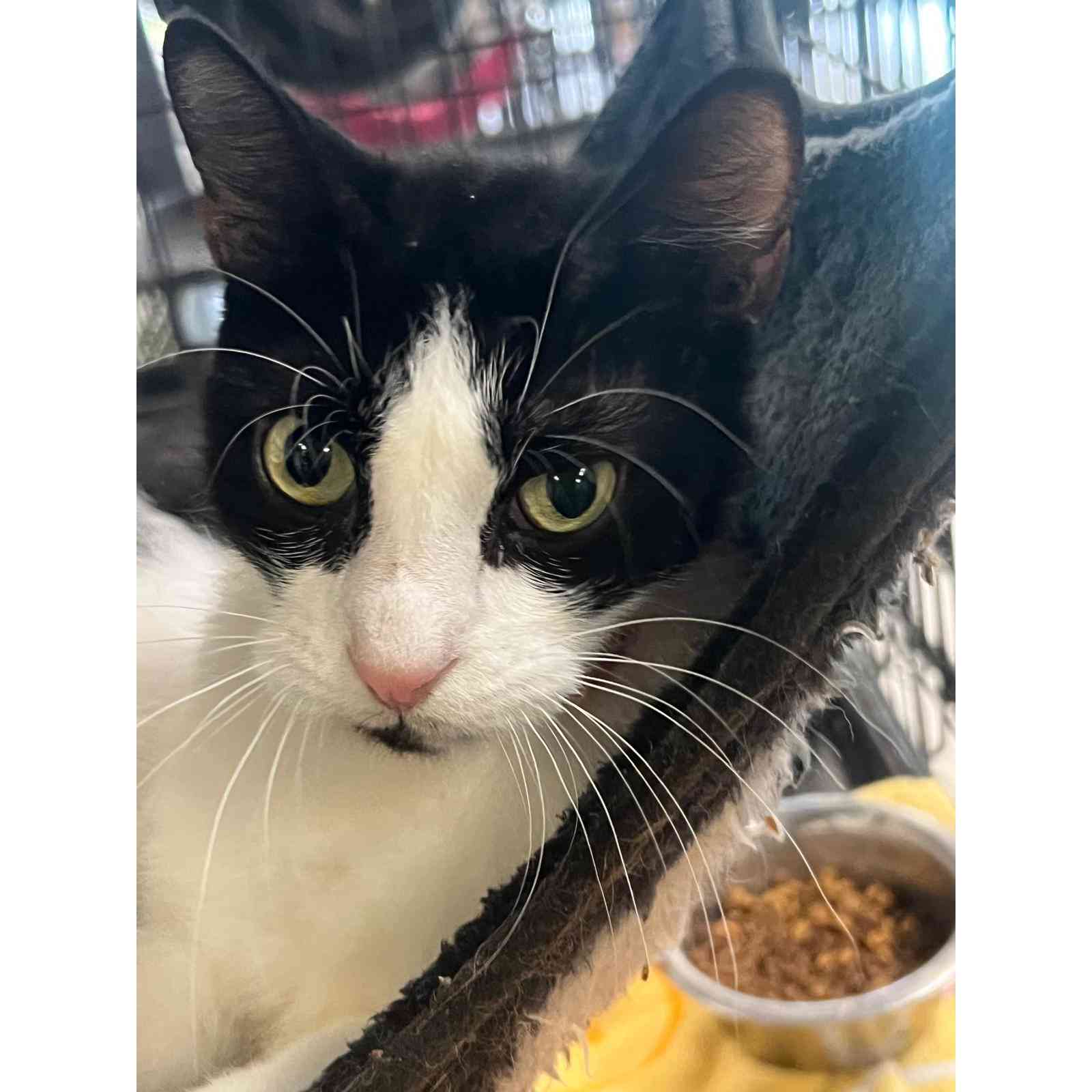 Donate to Janis | Support animal welfare with CUDDLY