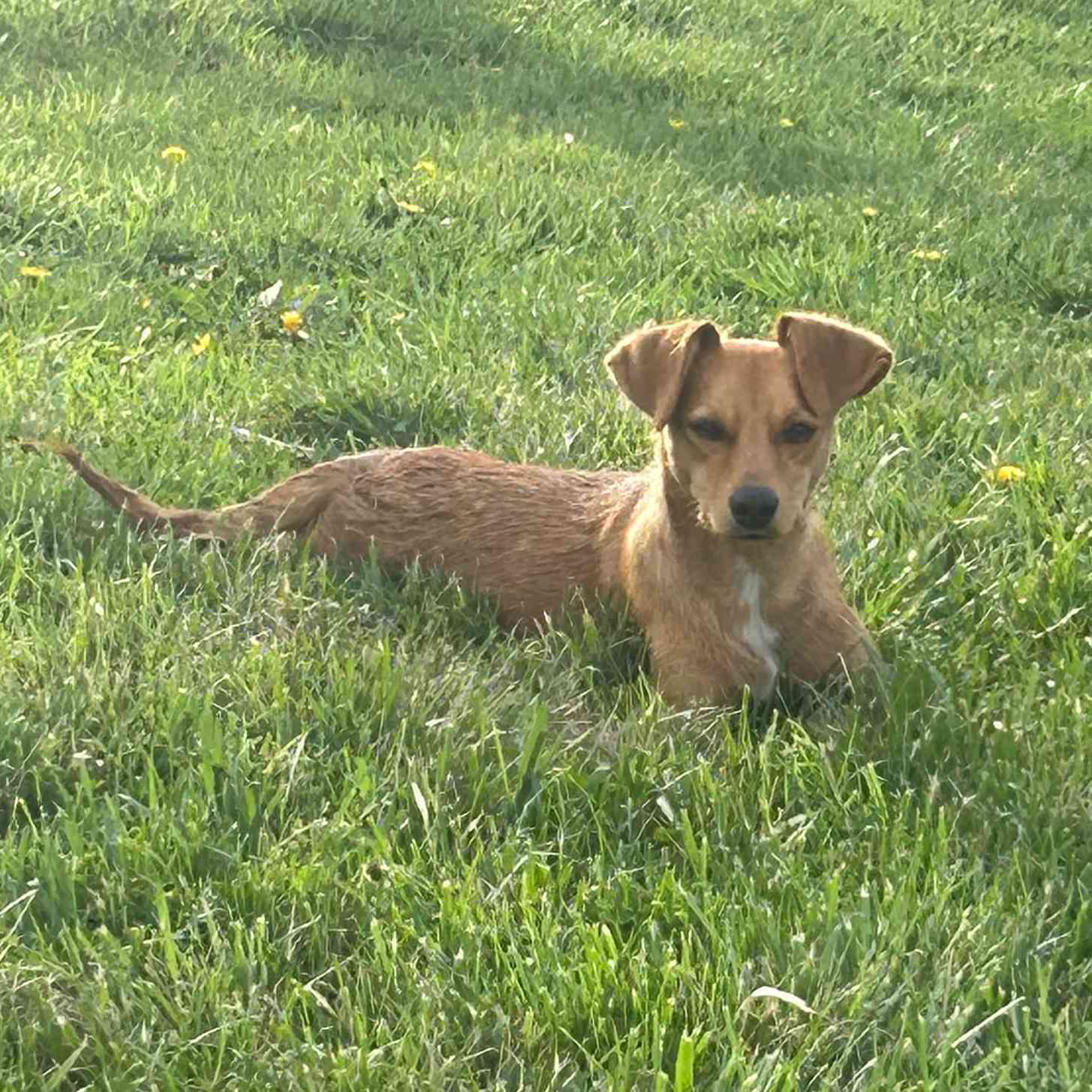 Donate to These Dumped Dogs | Support animal welfare with CUDDLY