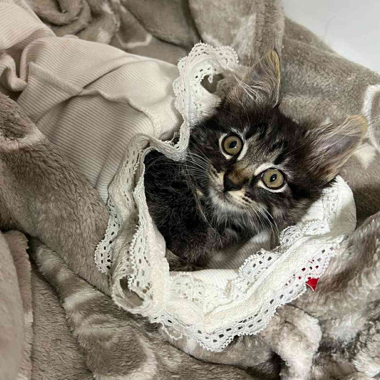 Donate to Tribble | Support animal welfare with CUDDLY