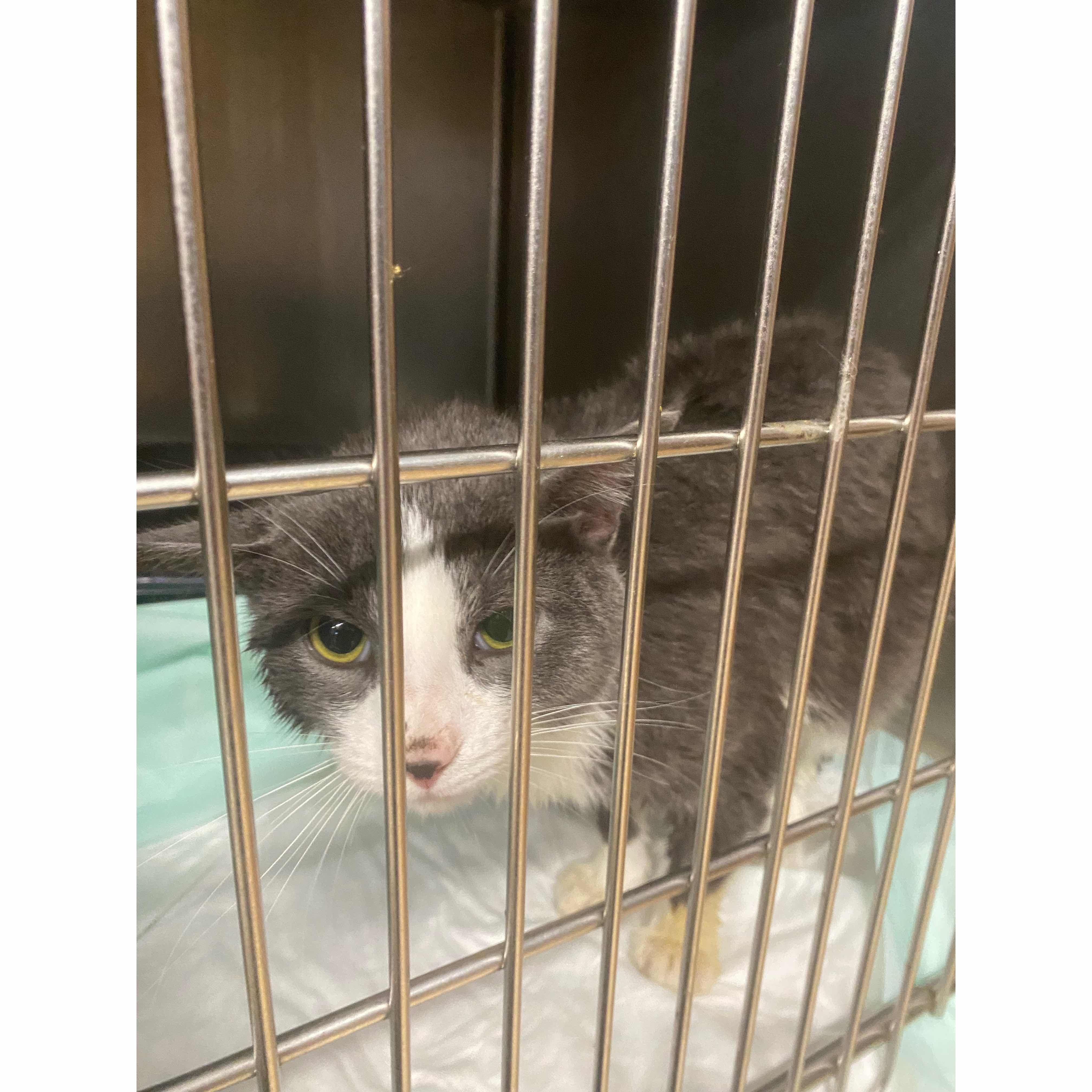 Donate to Thomas | Support animal welfare with CUDDLY