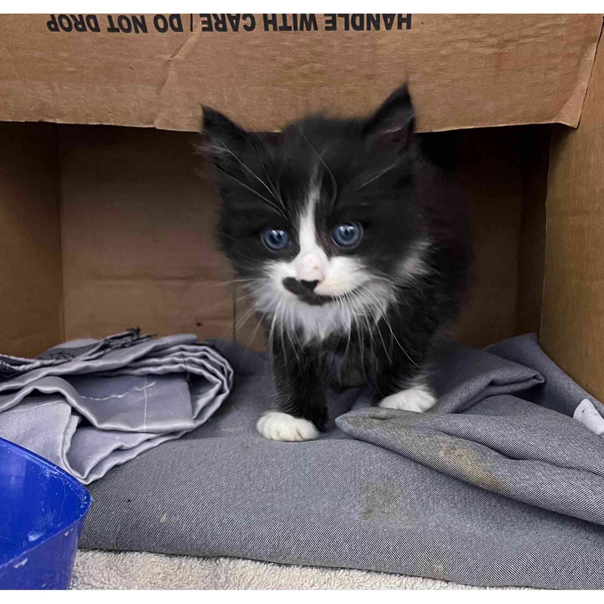 Donate to Miguel | Support animal welfare with CUDDLY