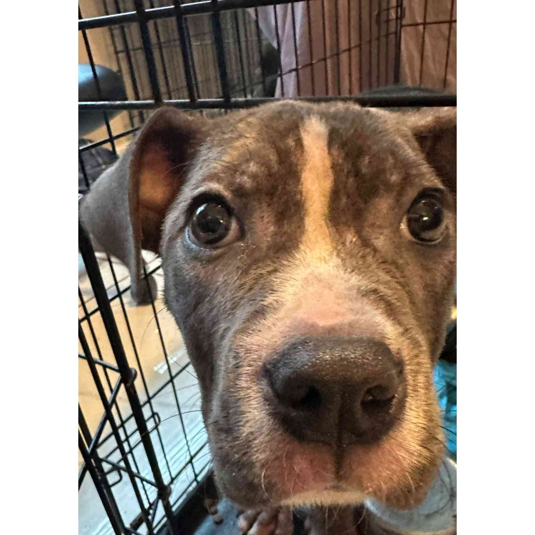 Donate to Dillon | Support animal welfare with CUDDLY