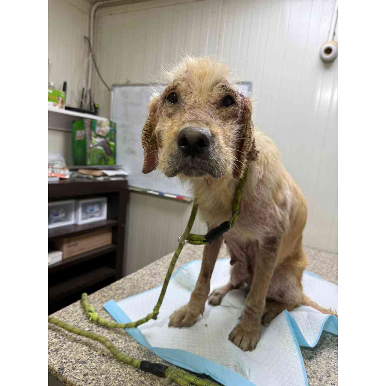 Donate to Shani | Support animal welfare with CUDDLY