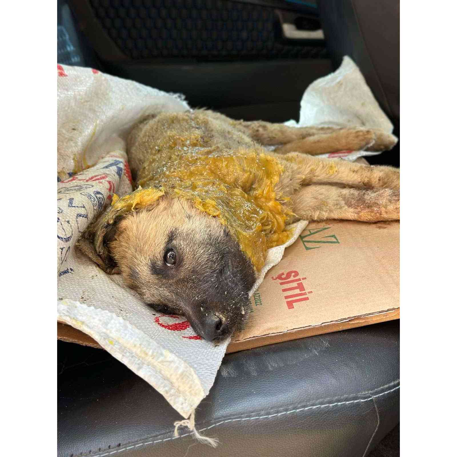 Donate to Handy | Support animal welfare with CUDDLY