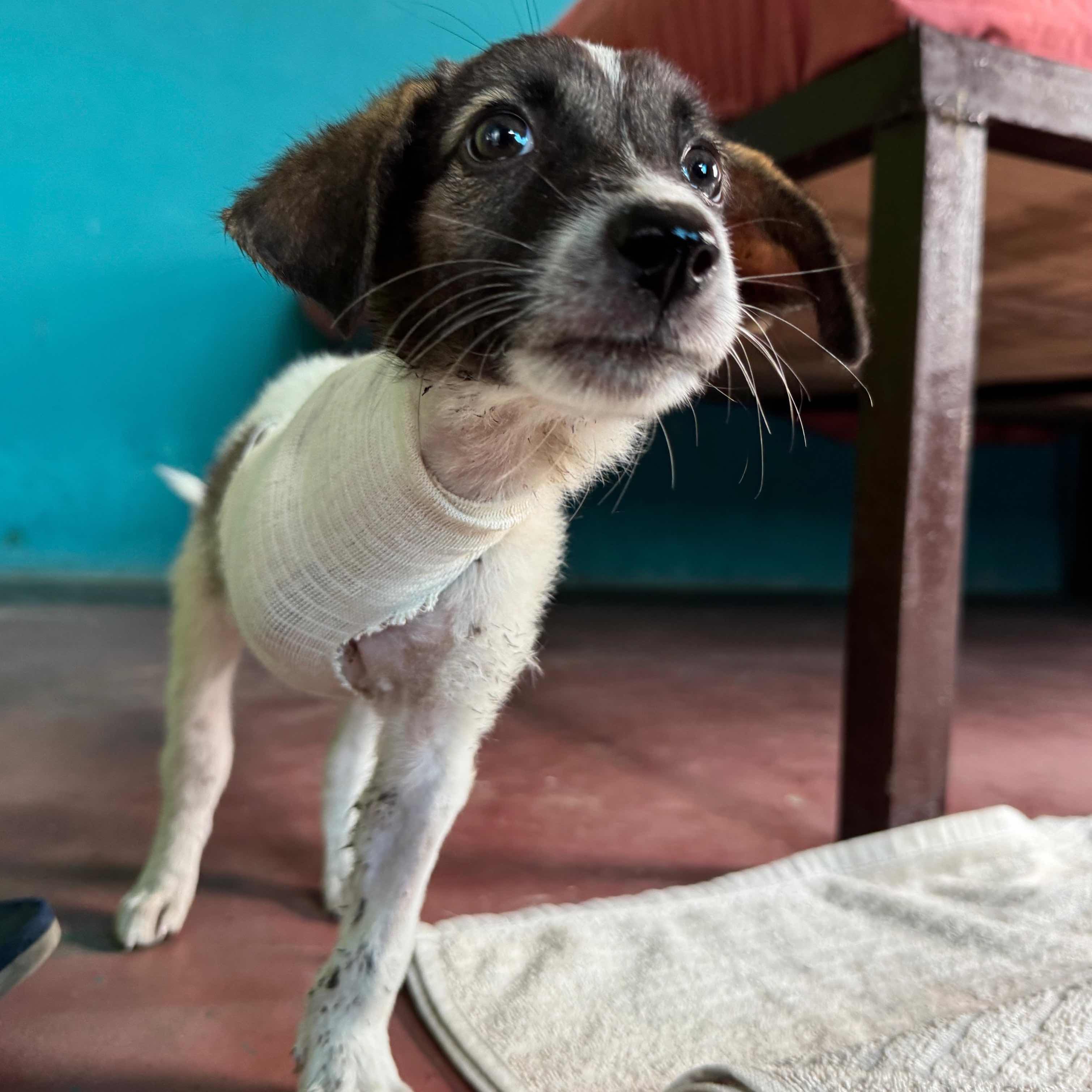 Donate to Veer | Support animal welfare with CUDDLY